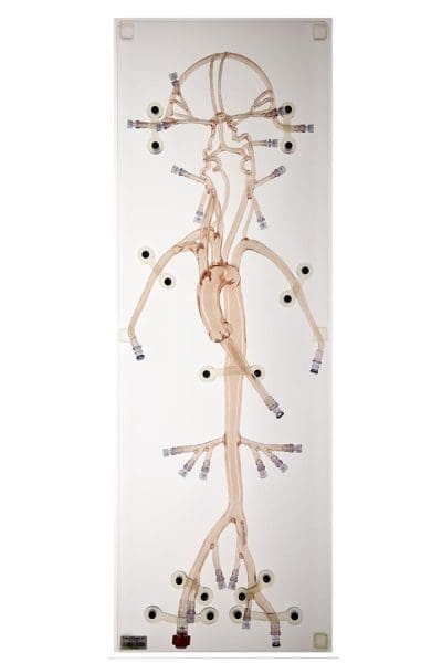 Neuro System Trainer, Aneurysms, Type III Arch – United Biologics