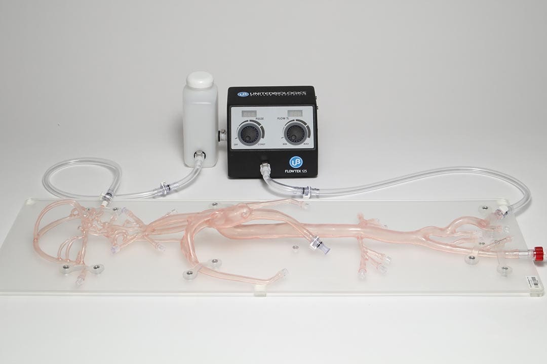 Neuro System Trainer, Aneurysms, Type III Arch – United Biologics