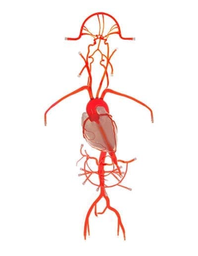 Angio-Suite Training Model – United Biologics