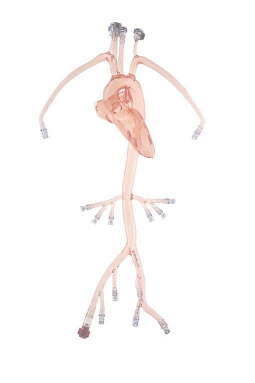 Arterial Heart Model – United Biologics