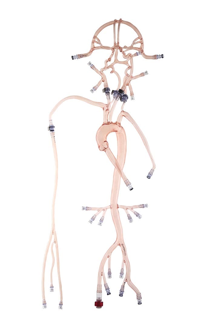Neuro Test Model with Type III Arch – United Biologics