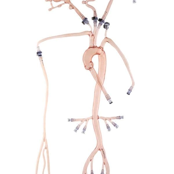 Neuro Test Model with Type III Arch – United Biologics