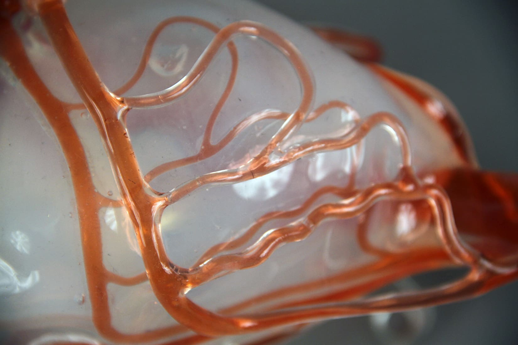 Coronary Artery Models – United Biologics