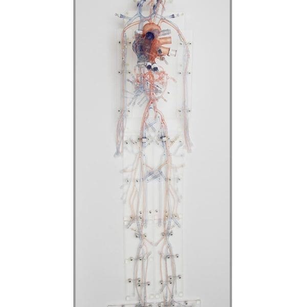 Full-Body Arterial & Venous System – United Biologics