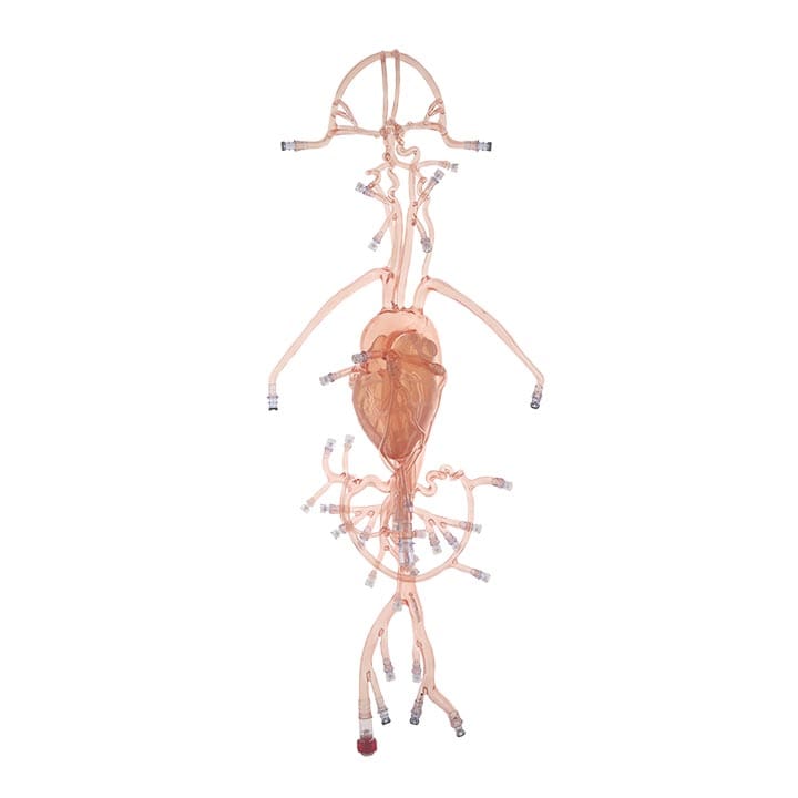 Silicone Models – United Biologics